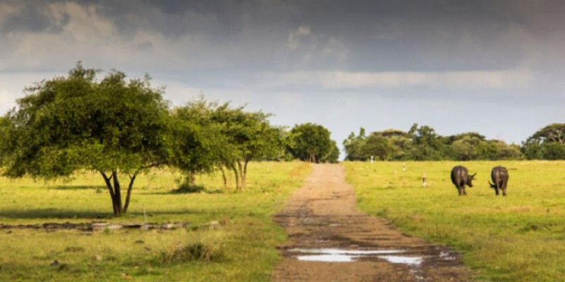 Nikmati Suasana di Afrika di Baluran National Park